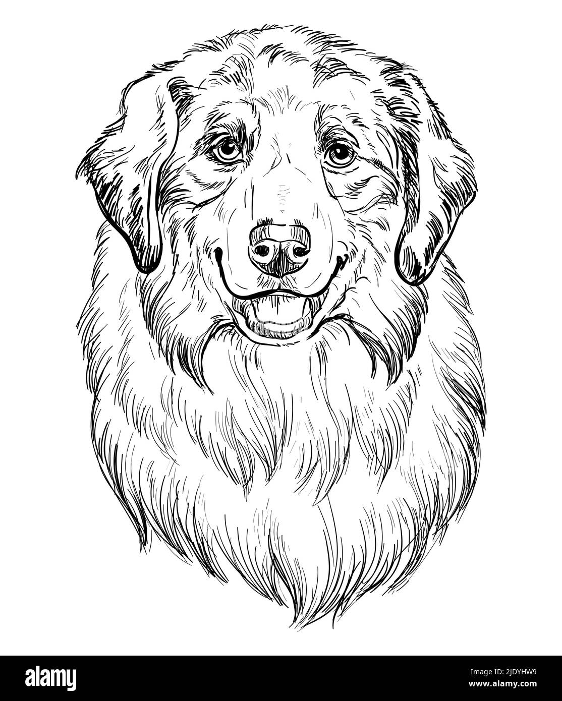 Australian Shepherd hand drawing dog vector isolated illustration on ...