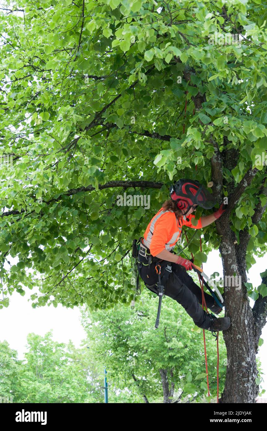 Aboriculturist Up A Tree Stock Photo - Alamy