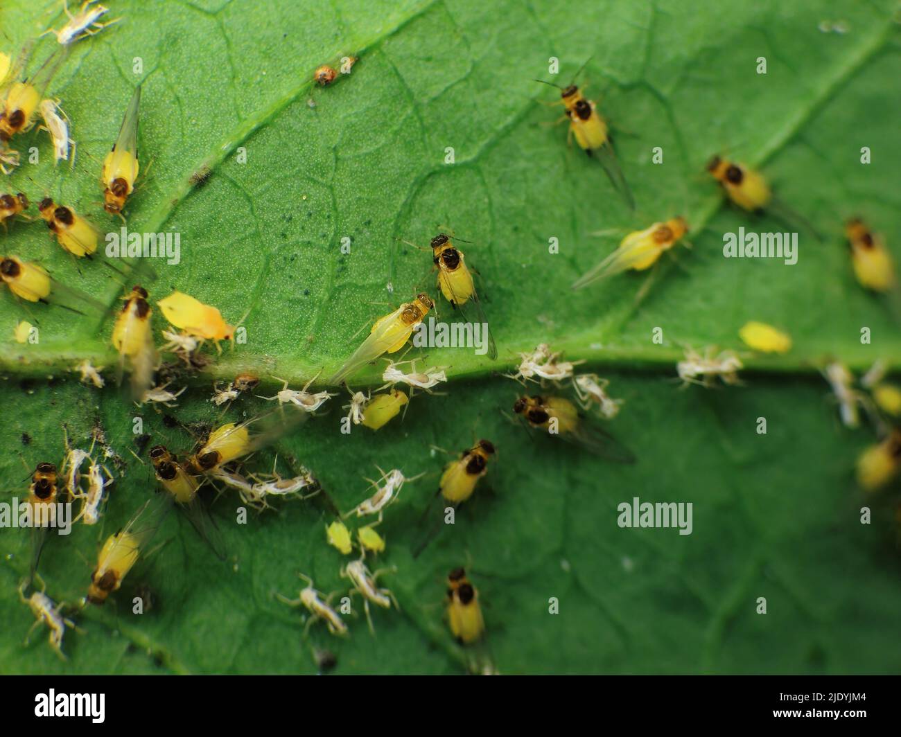 close-up of weaver ants colony Stock Photo - Alamy