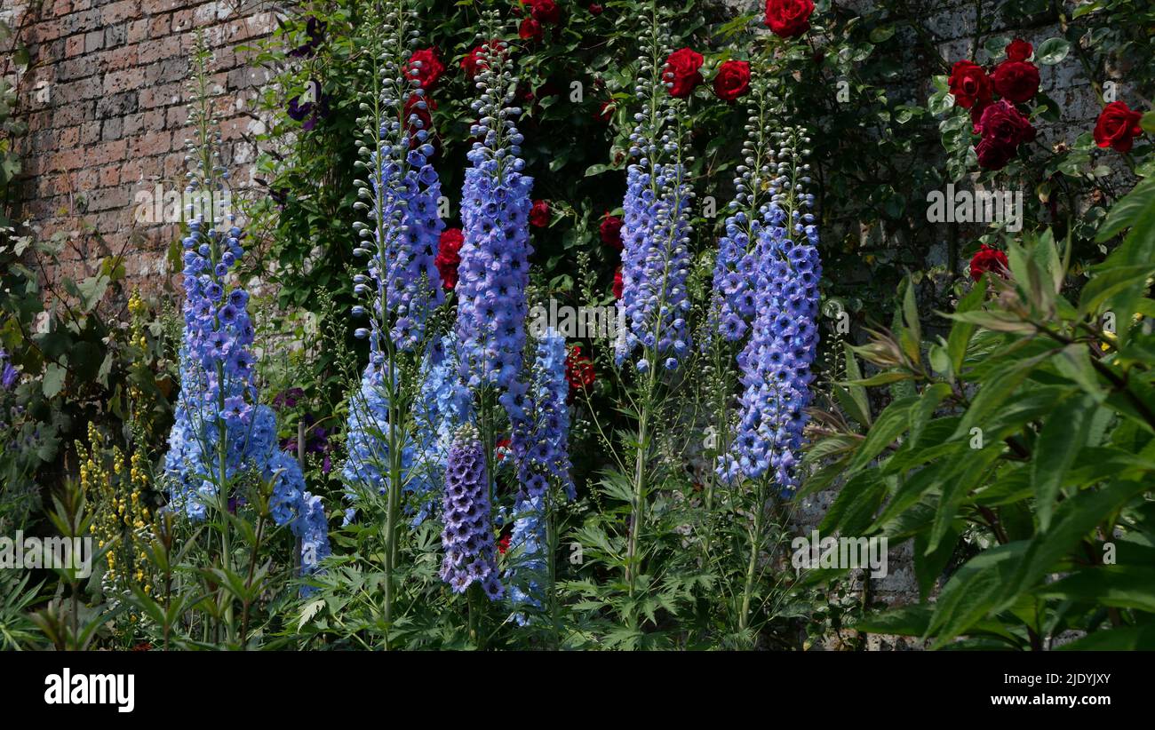 Beautiful blue delphiniums and red roses in front of old brick wall ...