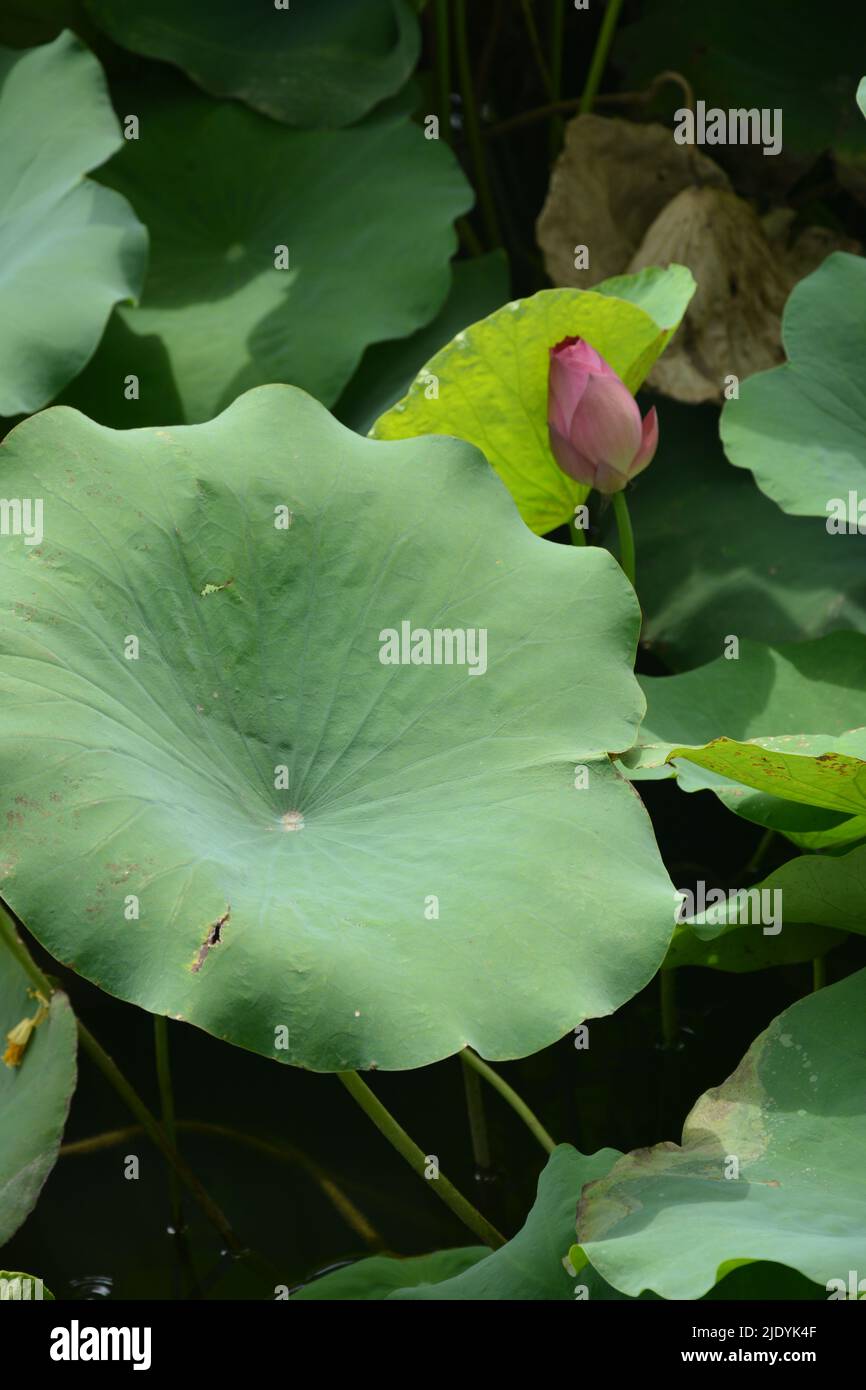 Explore the Ancient Water Town of Qibao Stock Photo - Alamy