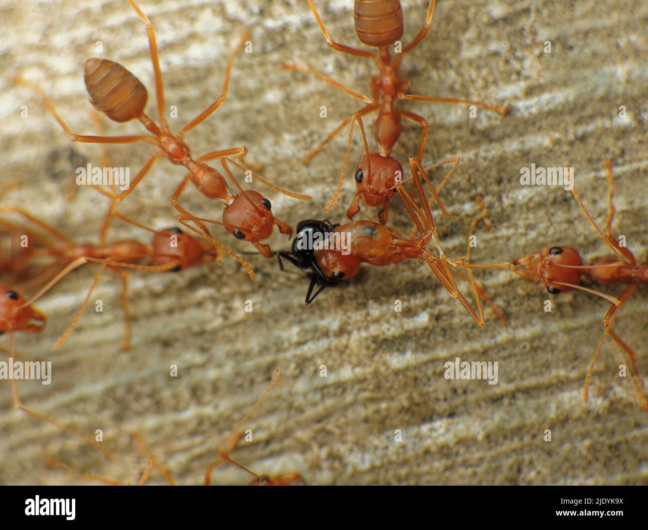 Buzzing spider hi-res stock photography and images - Alamy