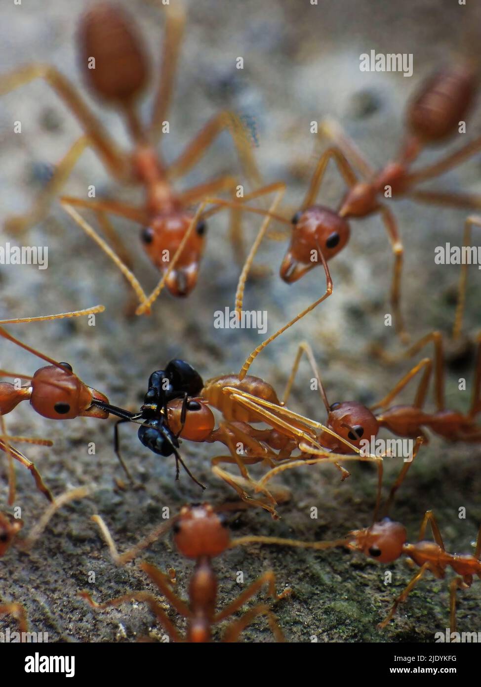 close-up of weaver ants colony Stock Photo - Alamy