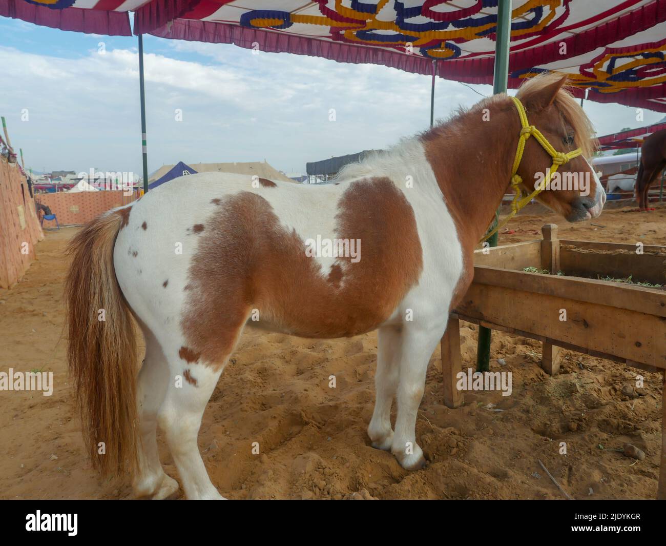 Horse in Standing Position Stock Photo - Alamy