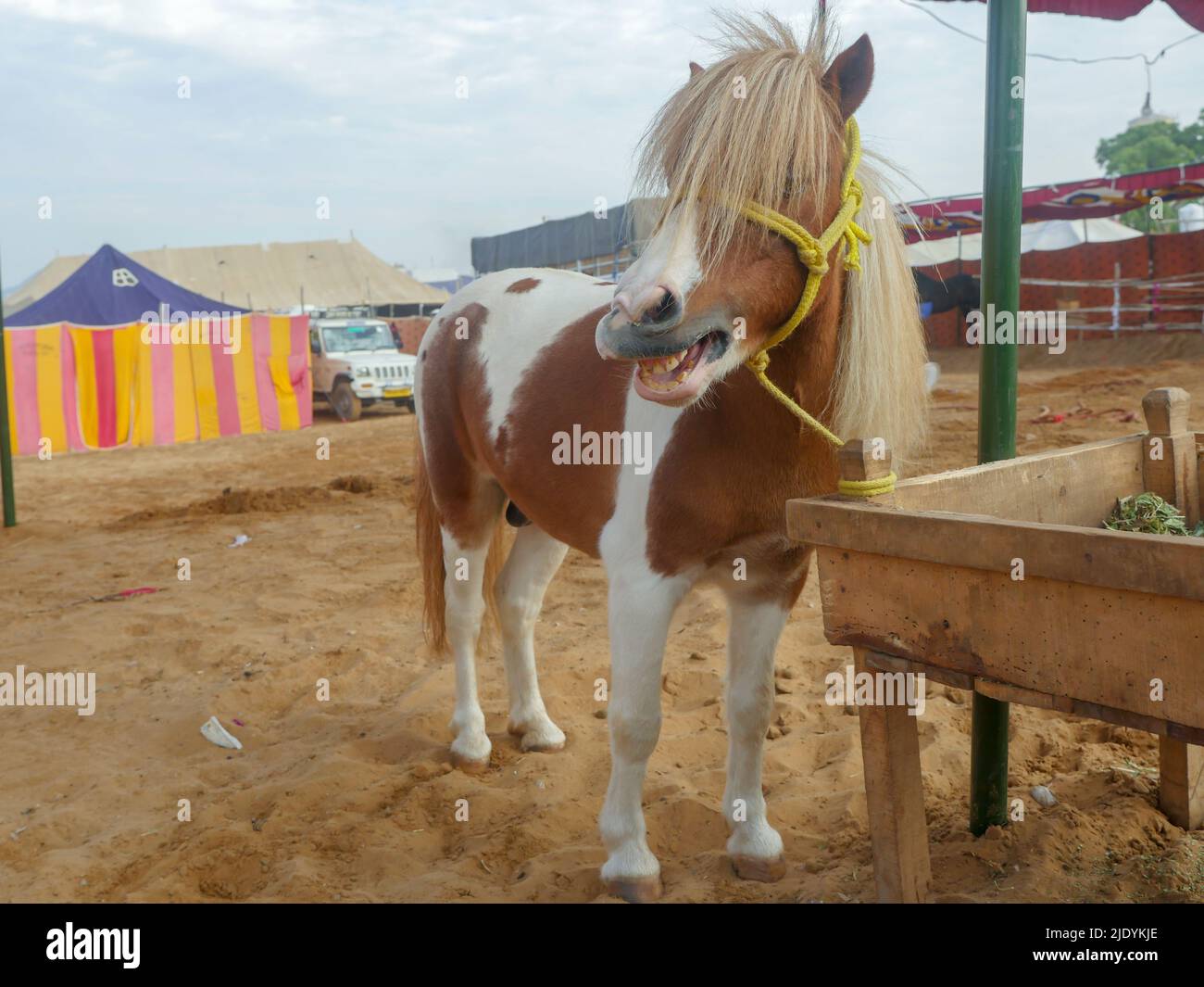 Horse in Standing Position Stock Photo - Alamy