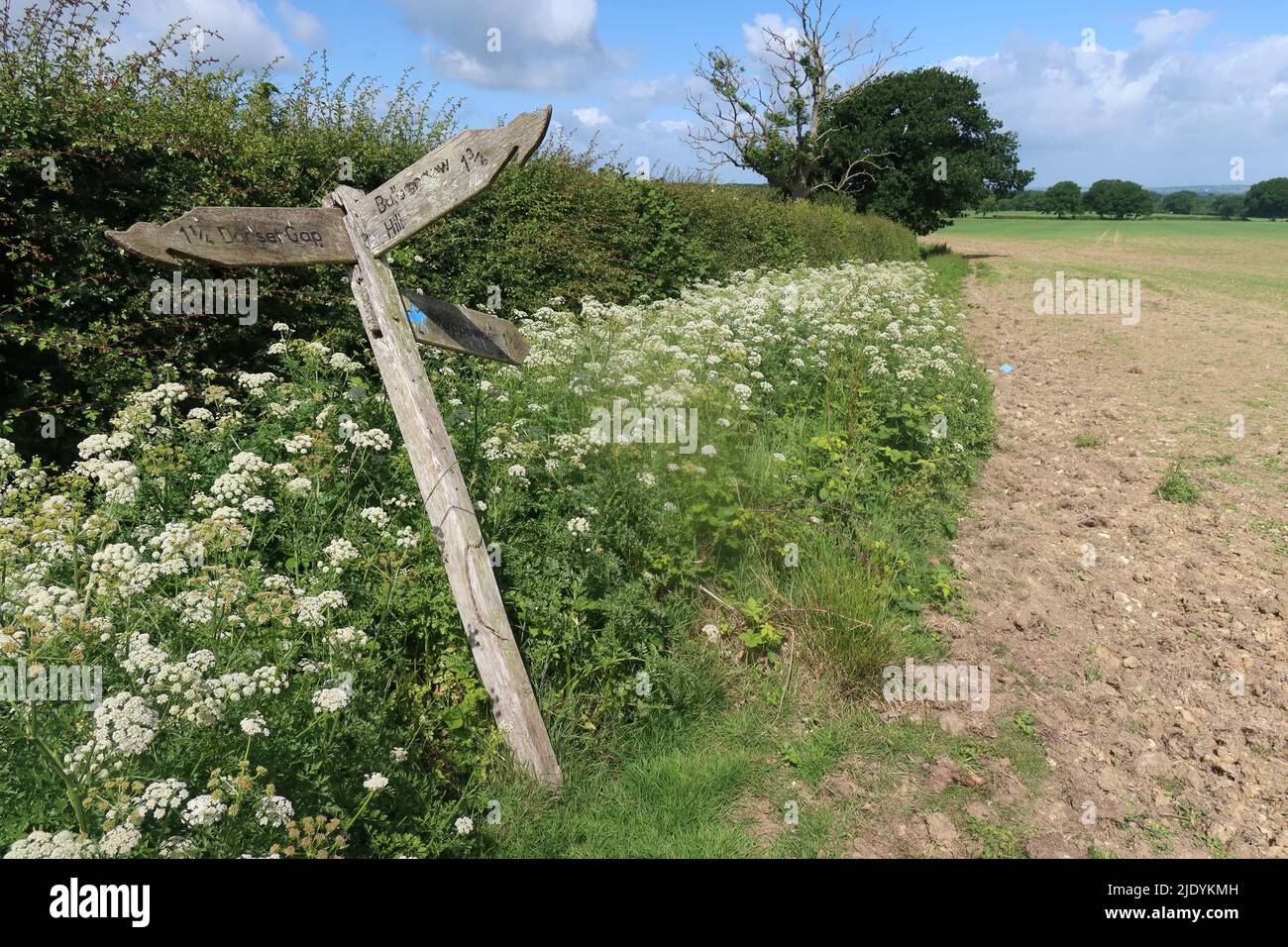 Wessex ridgeway. Wiltshire. Dorset. West Country. South West. England ...