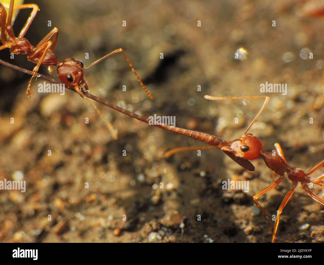Dead spider with ants hi-res stock photography and images - Alamy