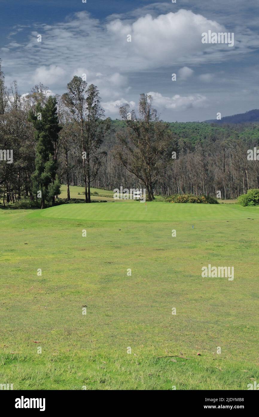 lush green pine forest and rolling meadows of ooty golf course, on the ...