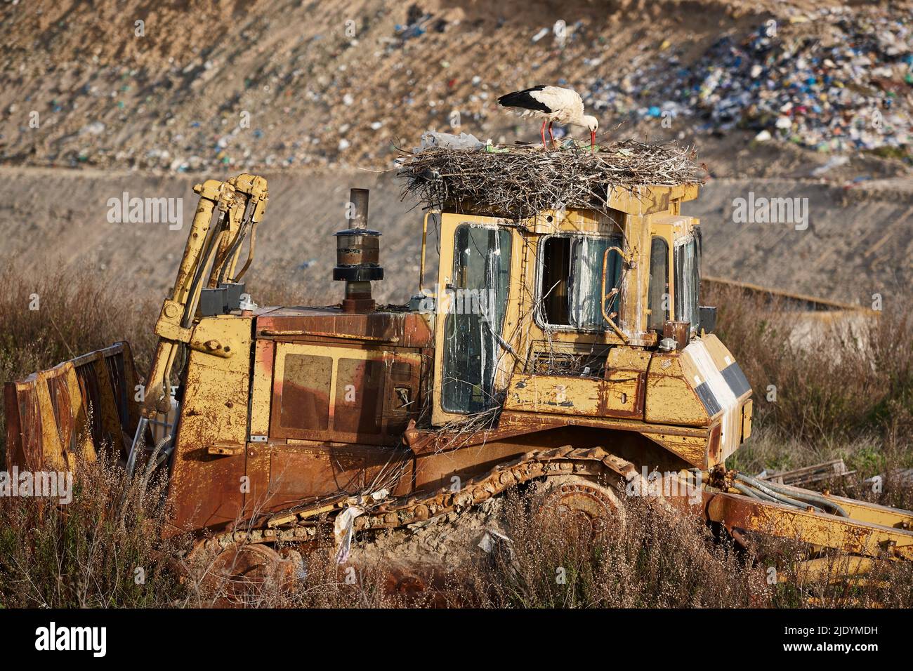White stork nest in a garbage dump. Environmental pollution. Ecology ...