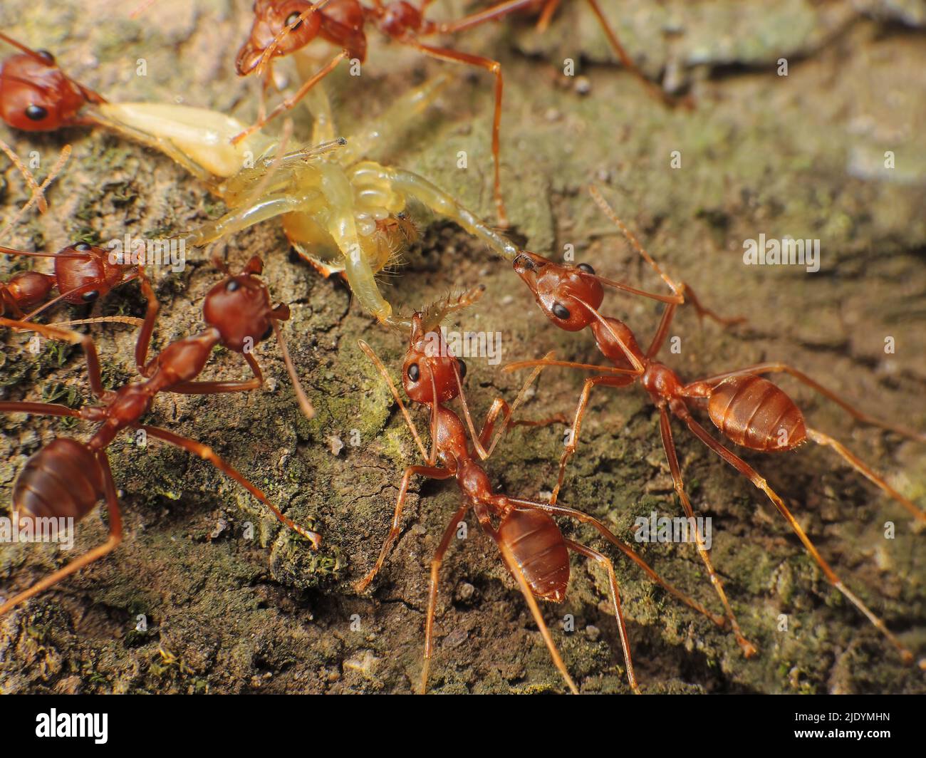 Ground weaver spider hi-res stock photography and images - Alamy