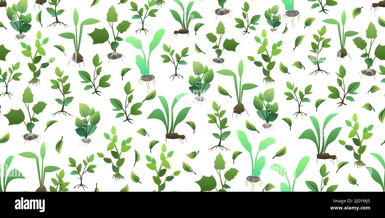 Seedling garden plants with roots. Sowing agricultural material ...