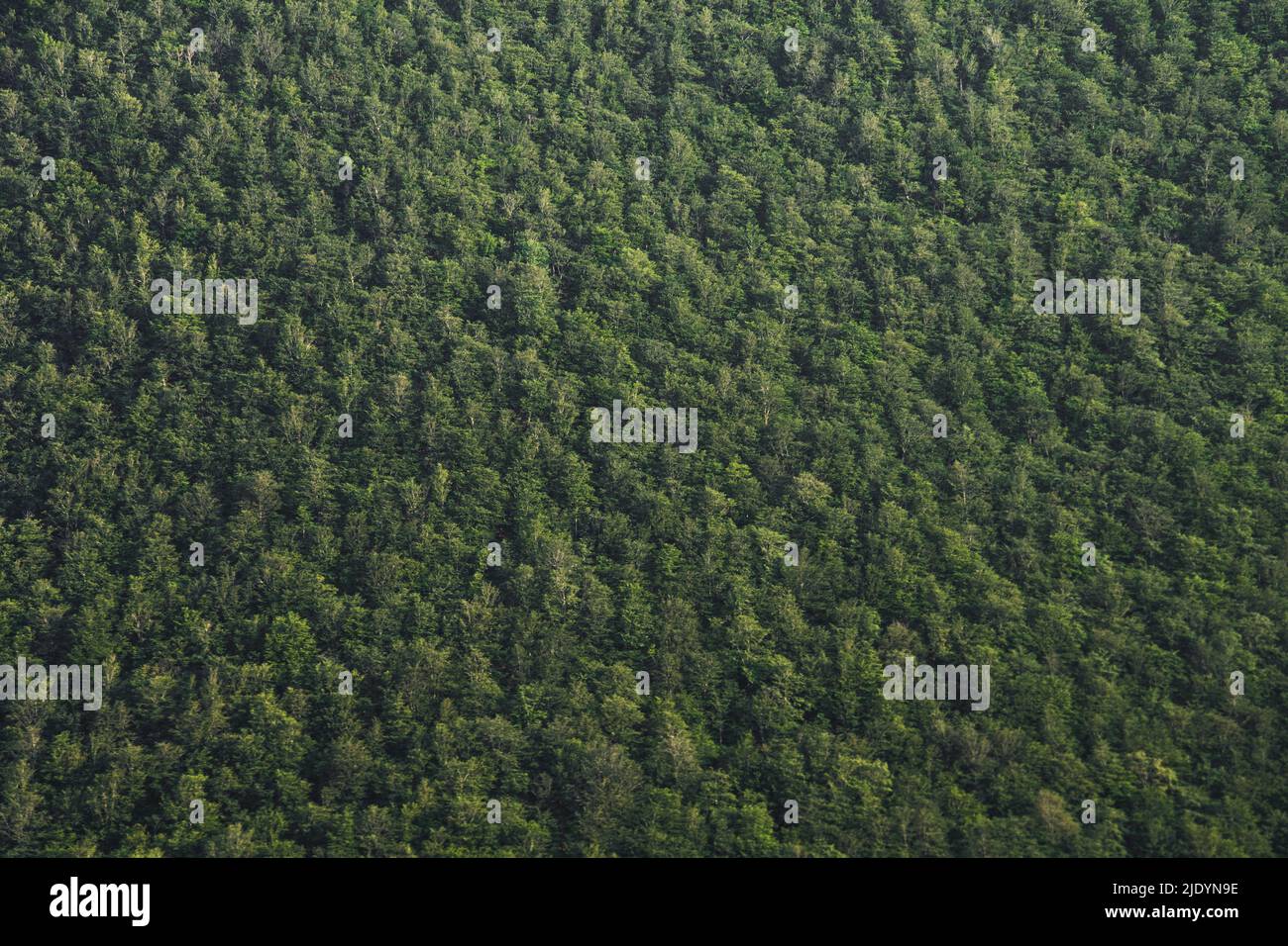 Dark gloomy forest aerial photography, top view. Dark forest, night ...