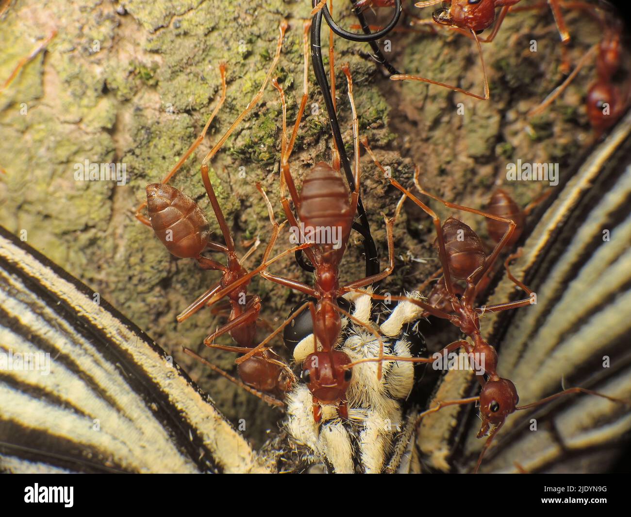Dead spider with ants hi-res stock photography and images - Alamy