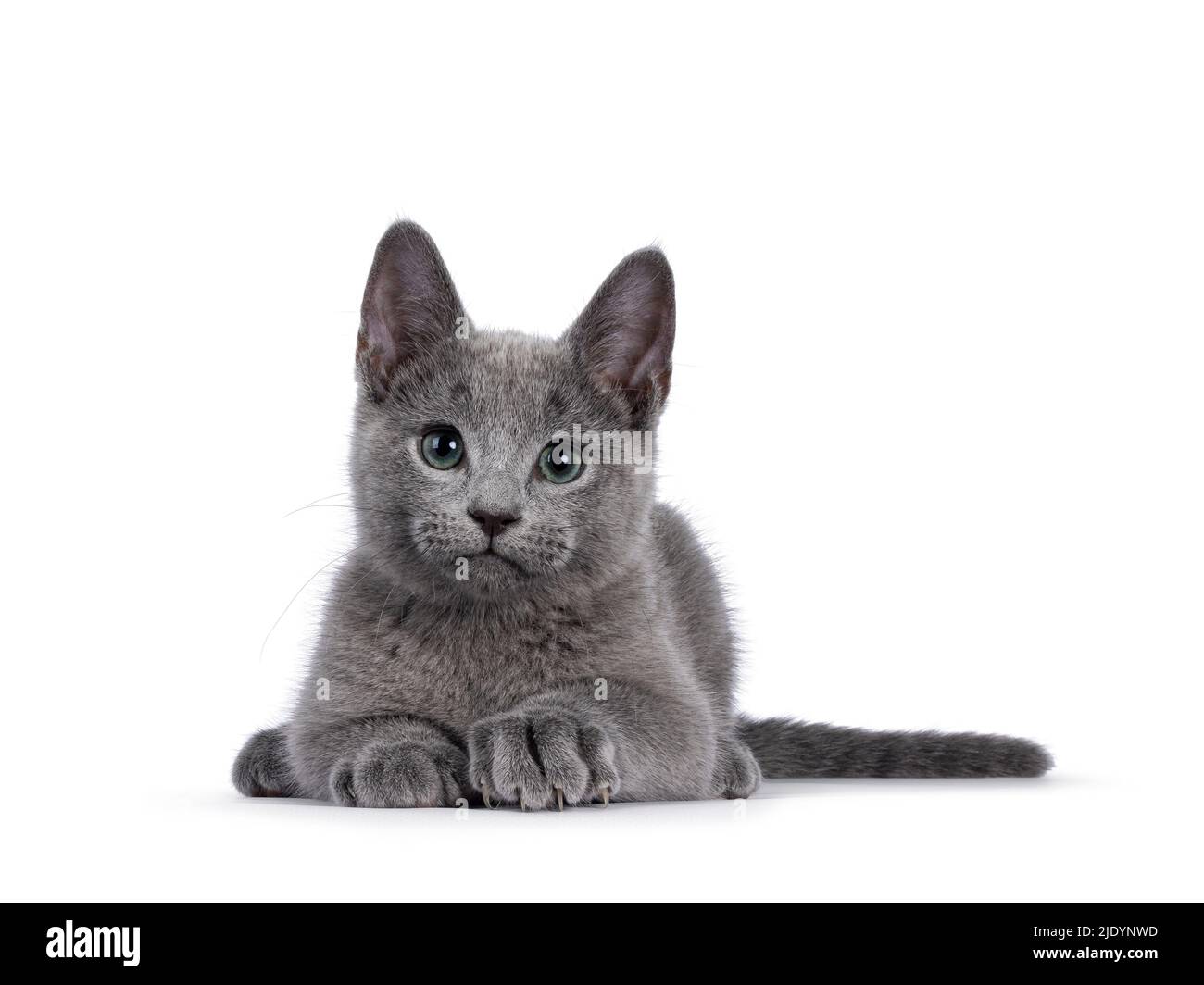 True typed Russian Blue cat kitten, laying down facing front. Looking ...