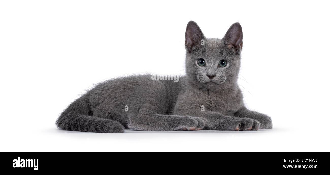 True typed Russian Blue cat kitten, laying down side ways. Looking ...