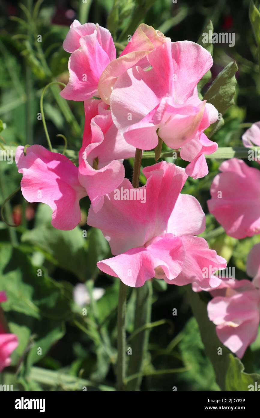 Pink sweet peas hi-res stock photography and images - Alamy