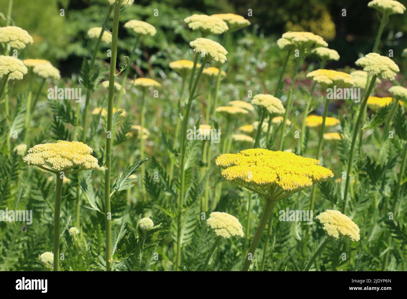 Yellow achillea, RHS Hyde Hall, Chelmsford, Essex, UK Stock Photo - Alamy