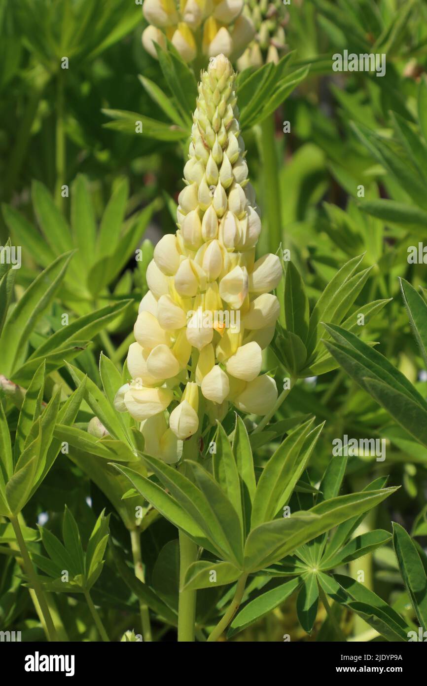 Yellow lupins (lupinus), RHS Hyde Hall, Chelmsford, Essex, UK Stock ...