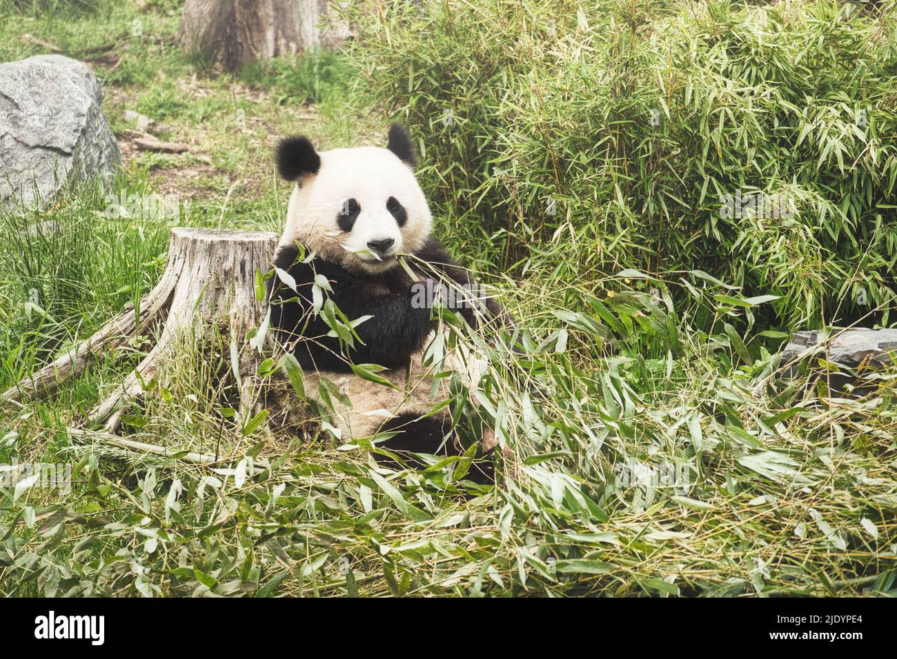 big panda sitting eating bamboo. Endangered species. Black and white ...