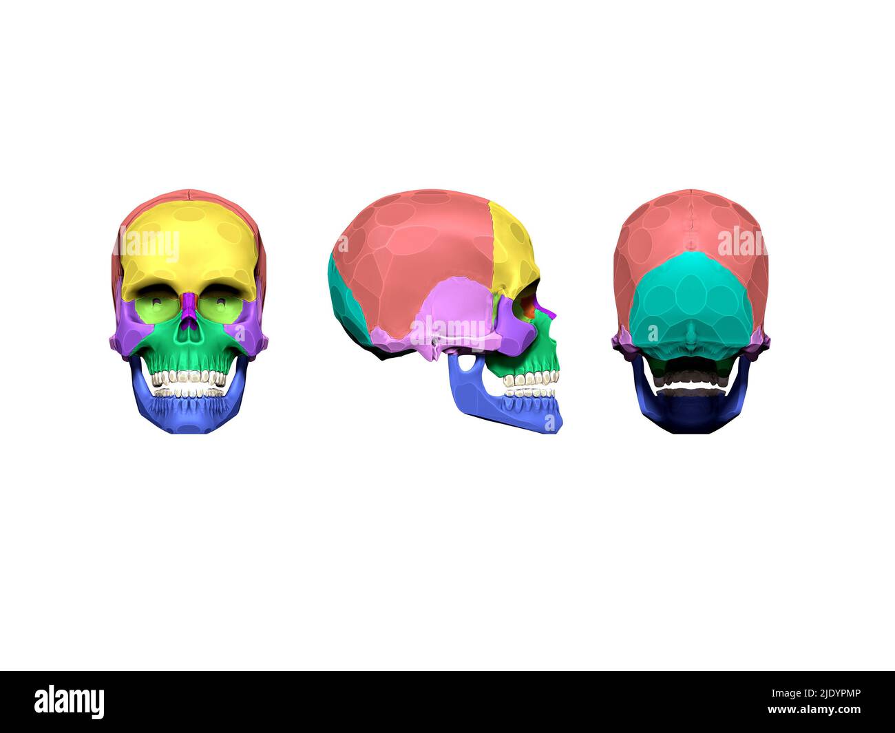 3D-image of the skull structure Stock Photo - Alamy
