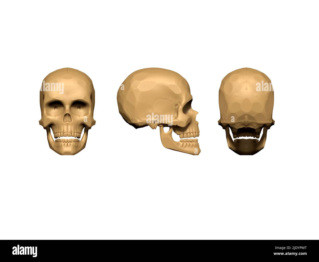 3D-image of the skull structure Stock Photo - Alamy