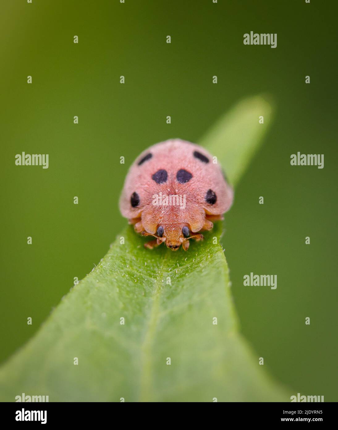 Ladybird closeup photo hi-res stock photography and images - Alamy
