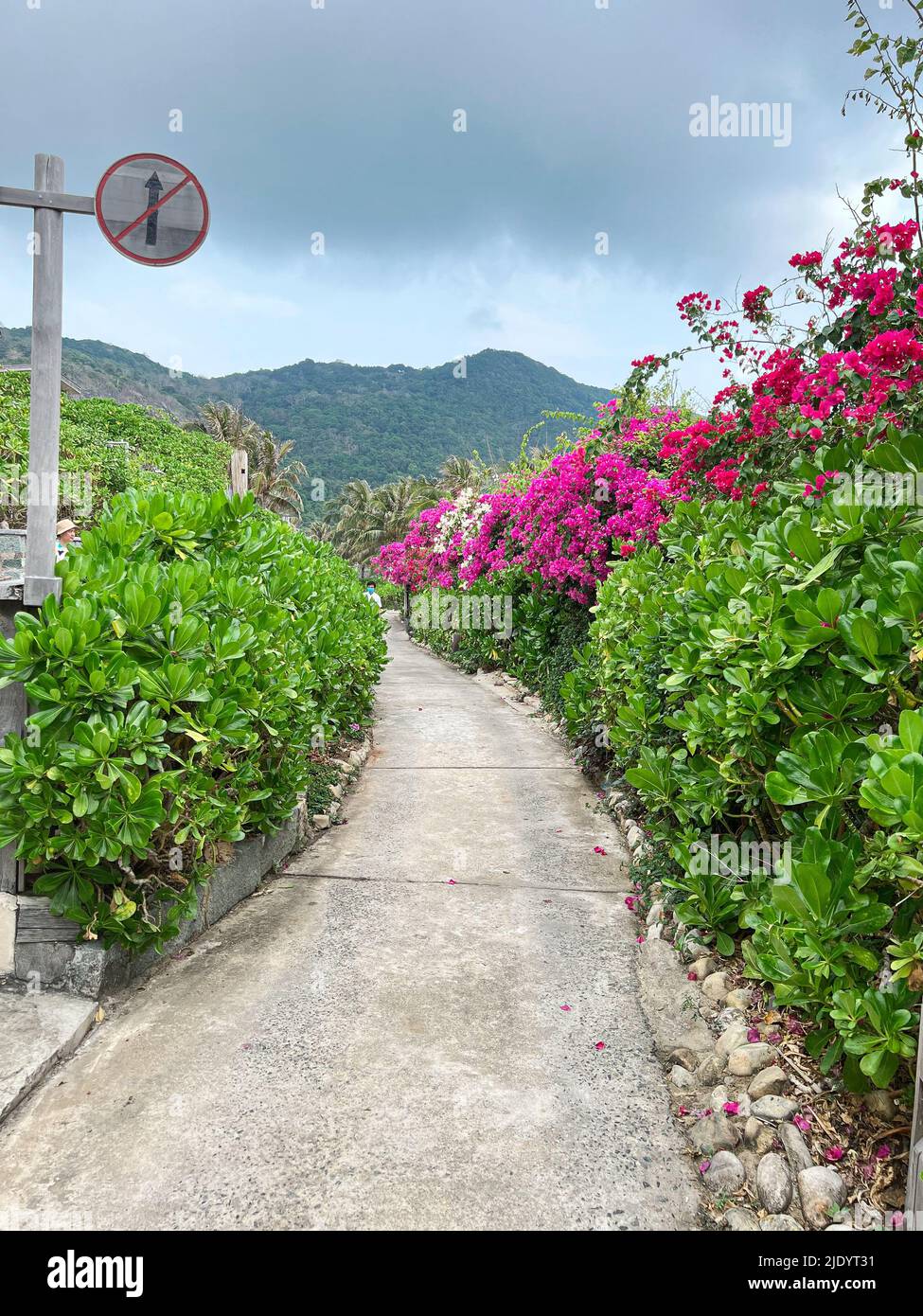path leading through a flower garden Stock Photo - Alamy