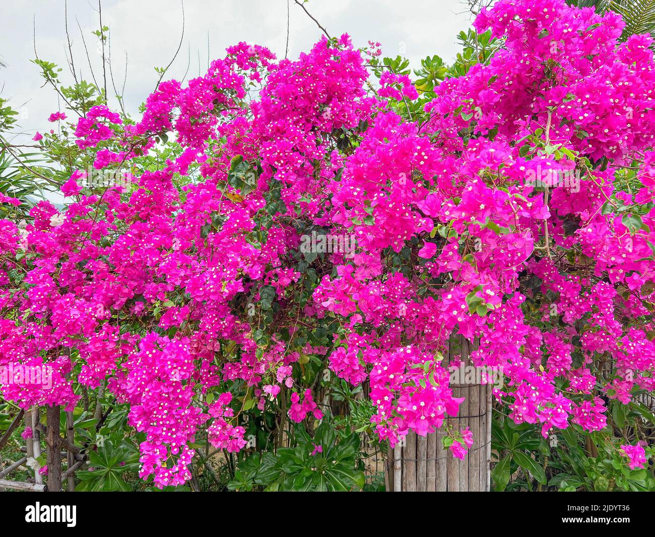 Amazing decorative front of house by bougainvillea flower bush ...