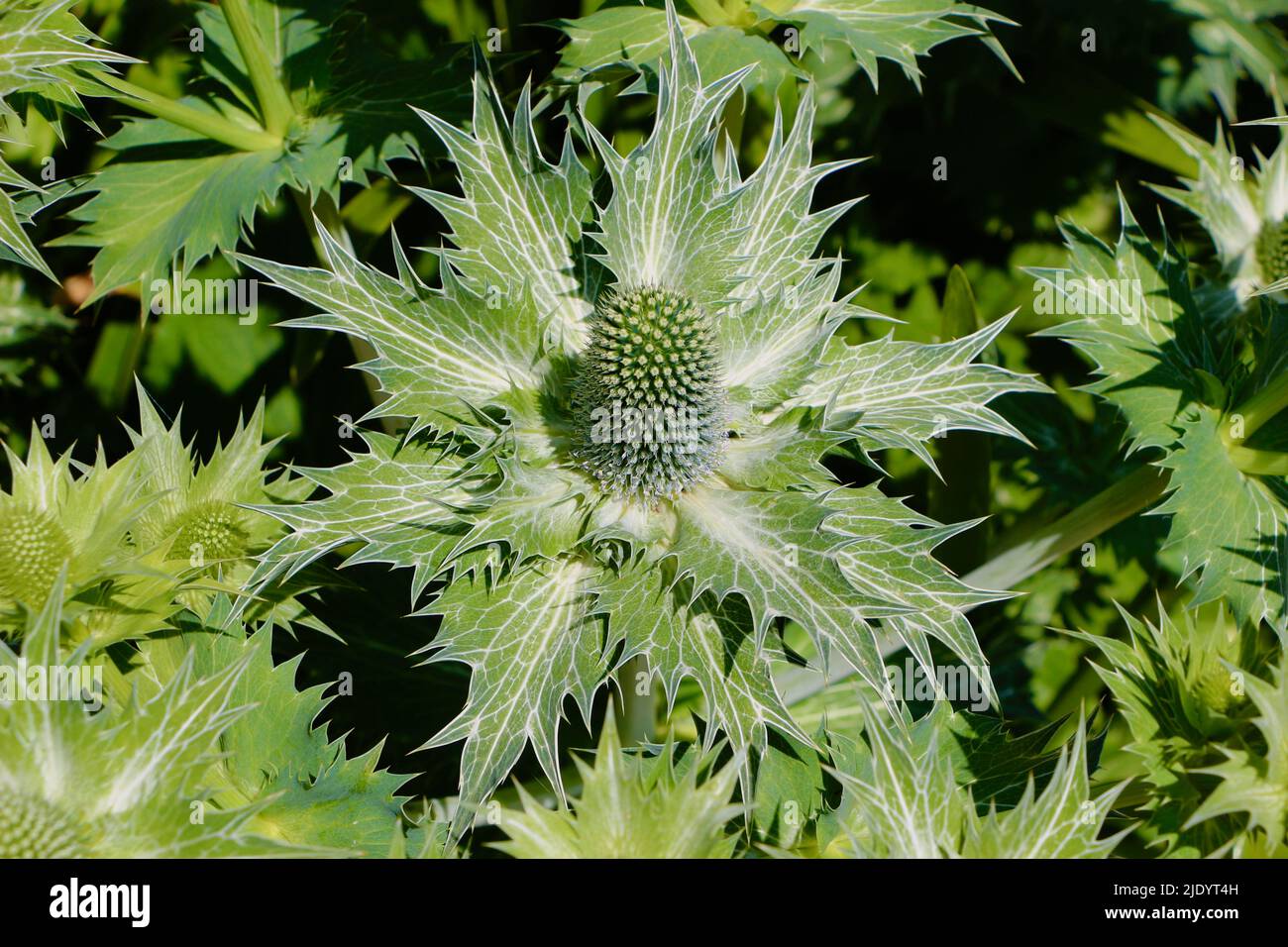 Close up of the cone like flower head of an Eryngium giganteum Silver ...