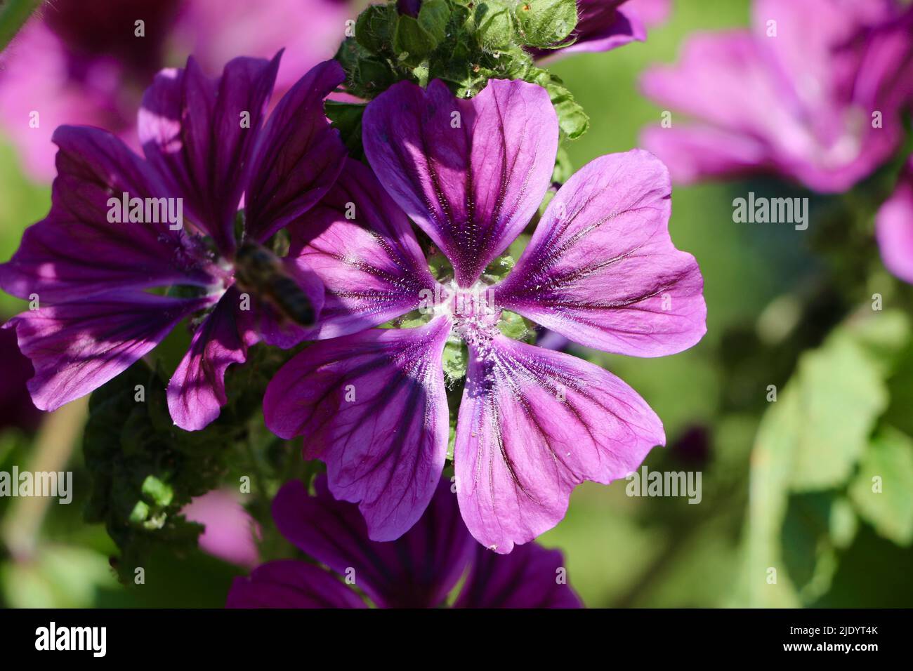 Malva sylvestris common mallow hi-res stock photography and images - Alamy