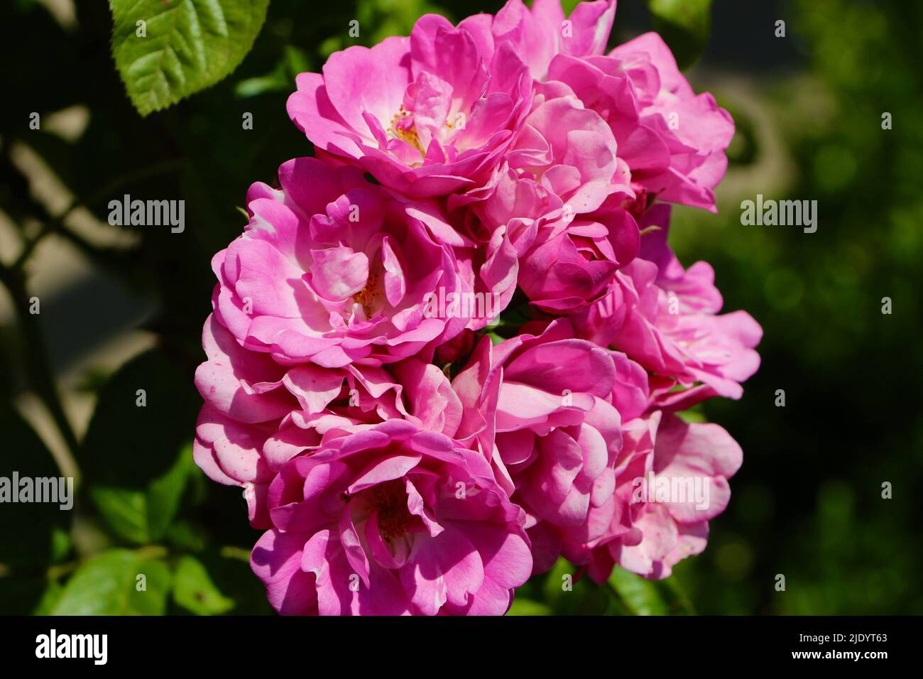 Cluster of bright pink flowers in sunlight Stock Photo - Alamy