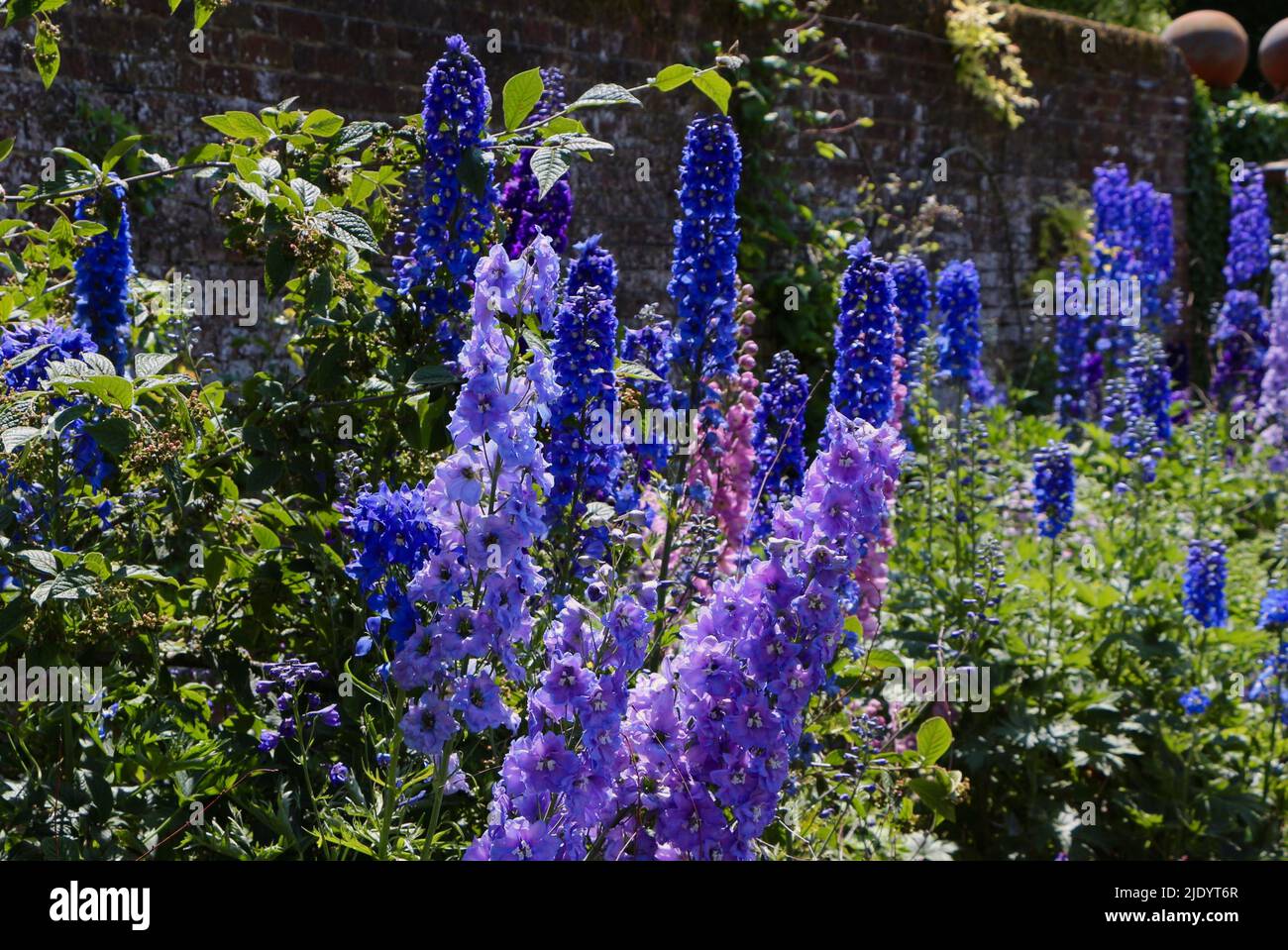 Tall delphinium hi-res stock photography and images - Alamy
