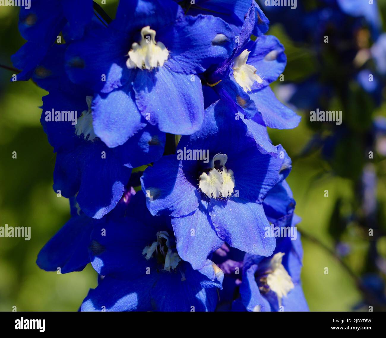 Close up delphinium plant hi-res stock photography and images - Alamy