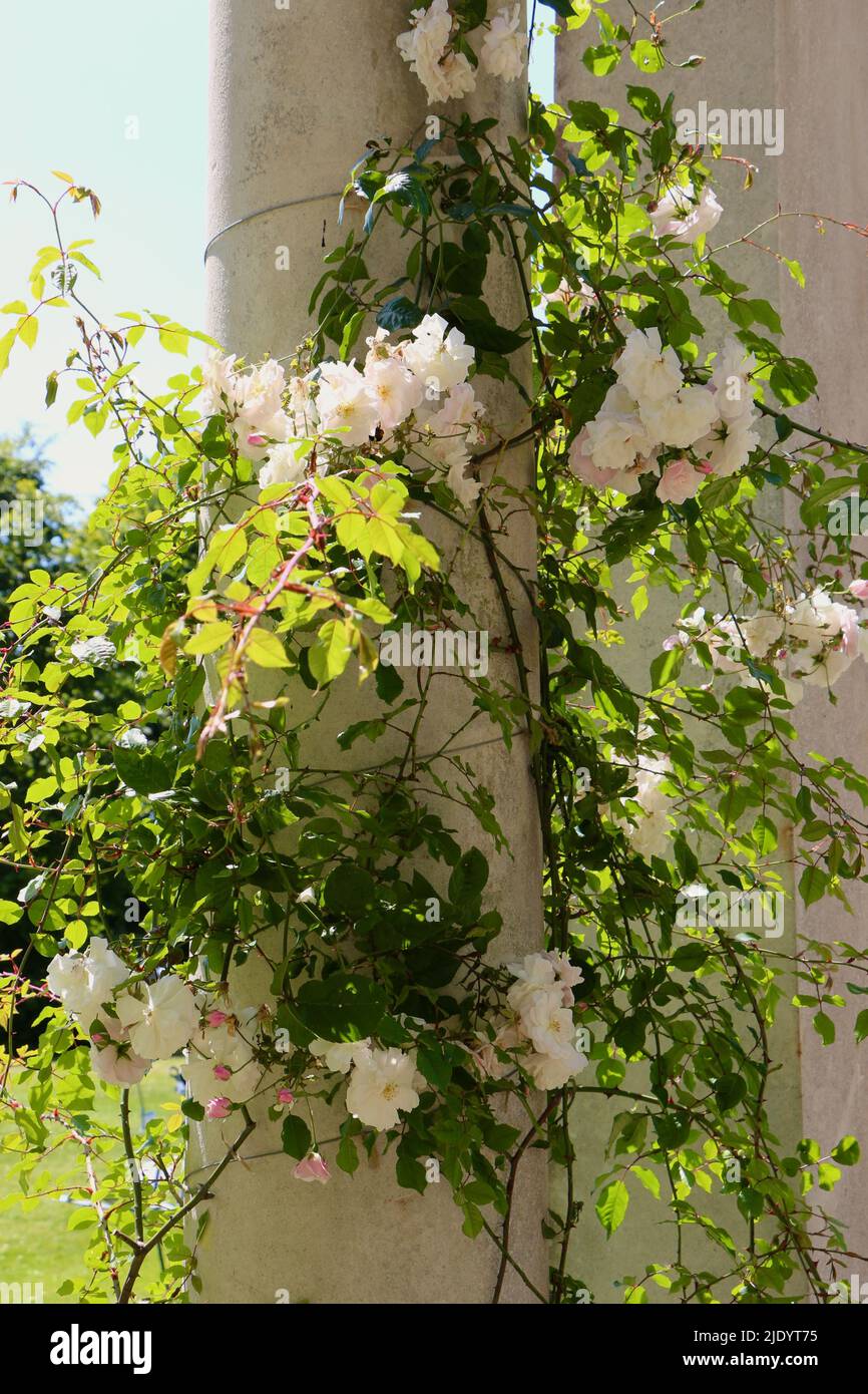 Climbing roses around a column Polesden Lacey Dorking Surrey England UK ...