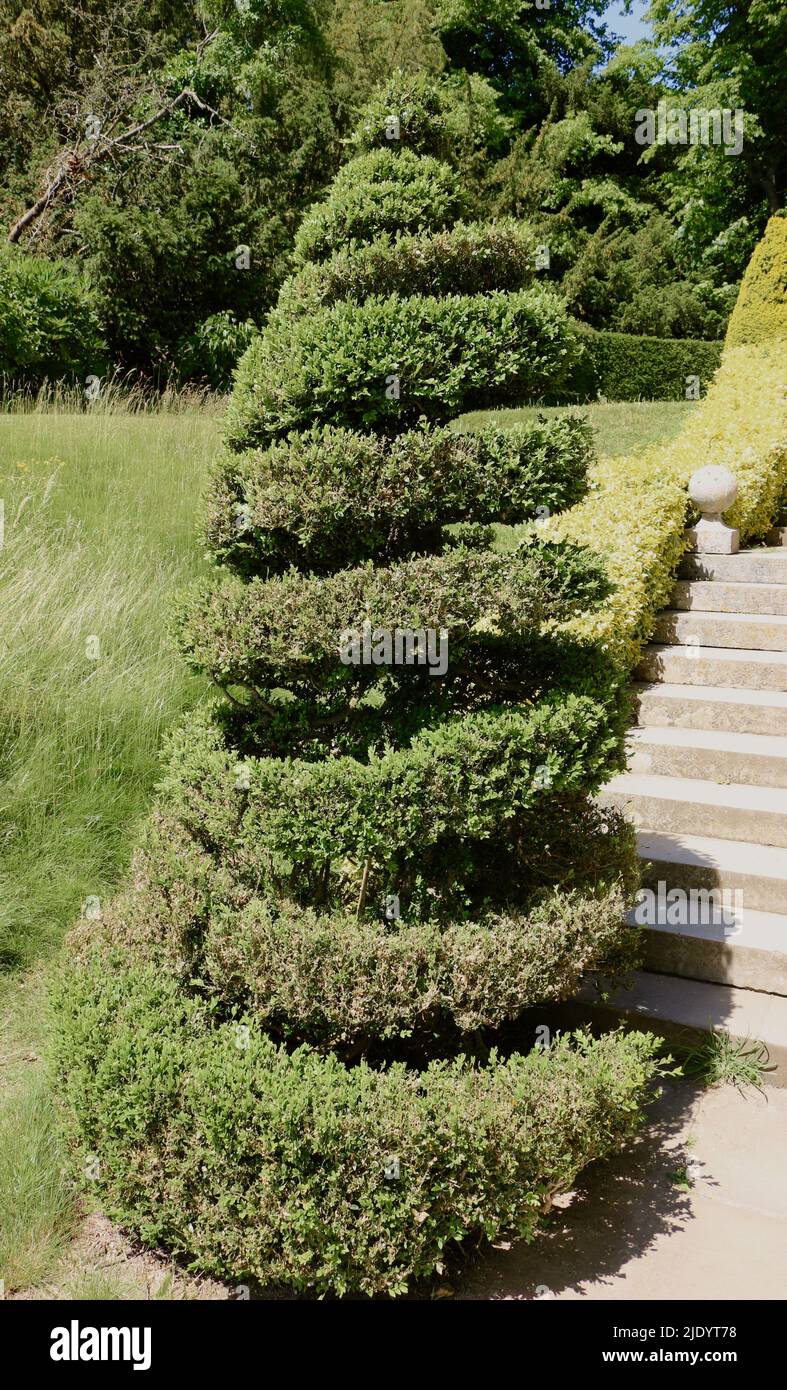 Shaped topiary spiral hedge in the gardens at Polesden Lacey near ...