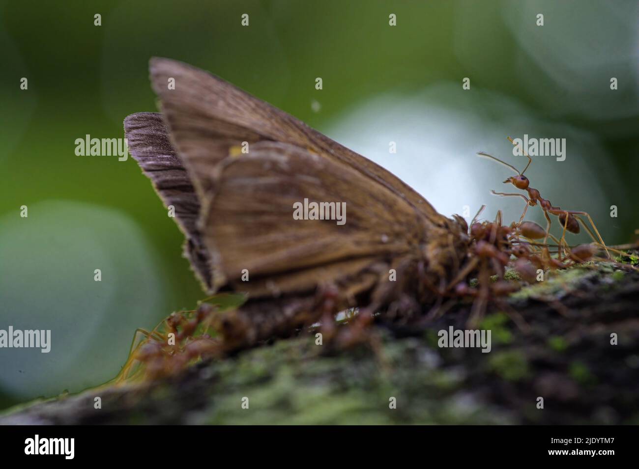 close-up of weaver ants colony Stock Photo - Alamy