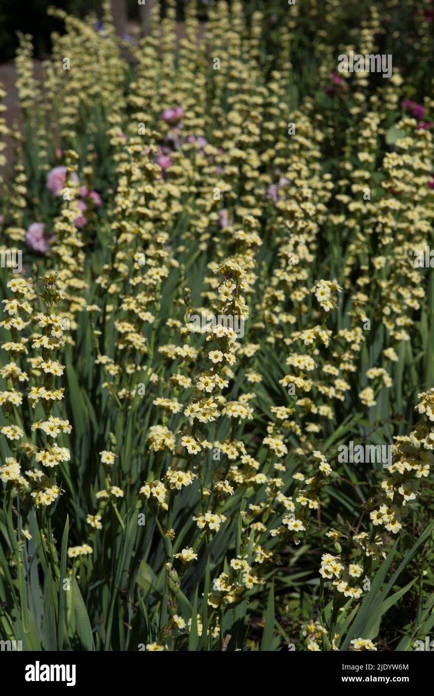 Patch of Pale Yellow-eyed Grass - Sisyrinchium striatum in flower, part ...