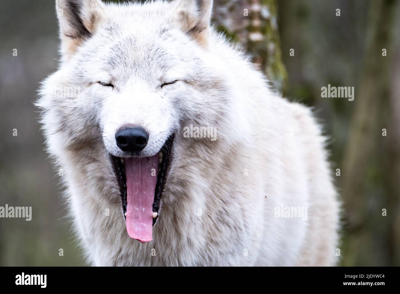 White wolve pack hi-res stock photography and images - Alamy