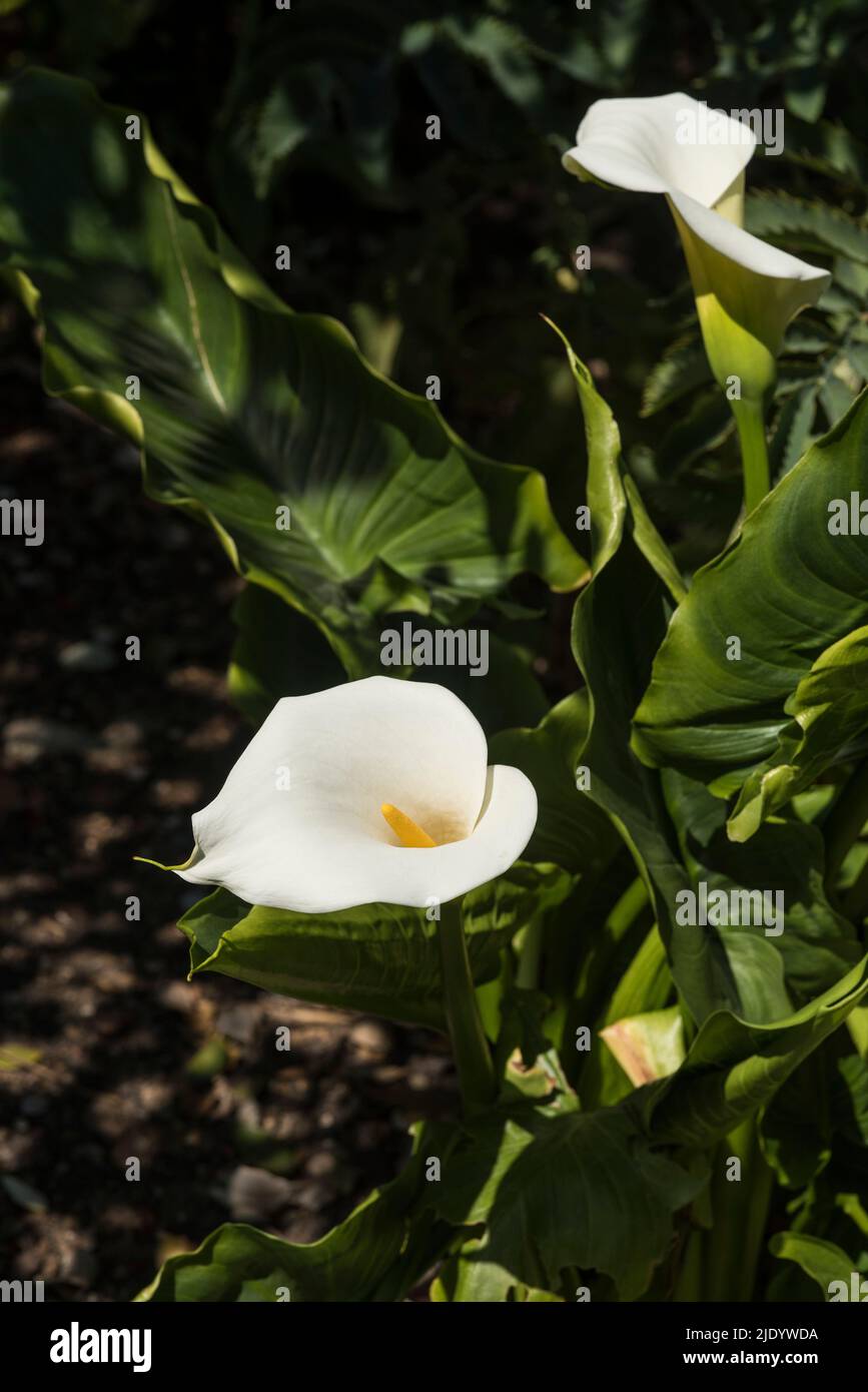 Close up of the beautiful shape of a white Arum Lily - Zantedeschia ...