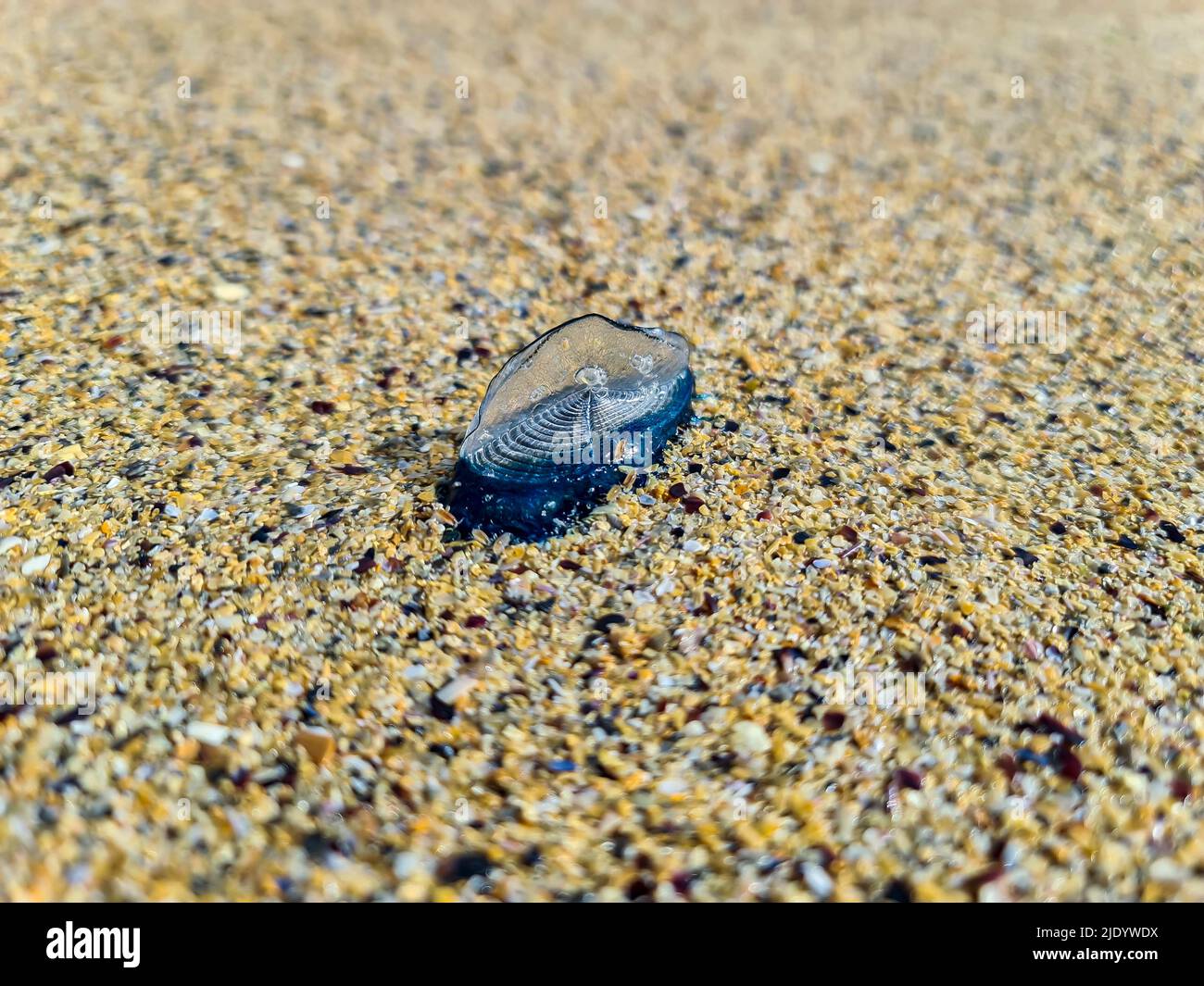 By the wind sailor hi-res stock photography and images - Alamy