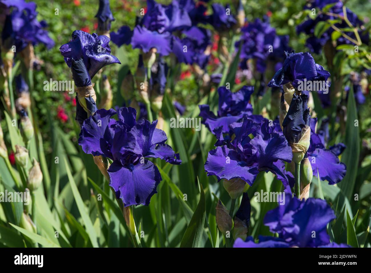 Rich dark Purple Bearded Iris with ruffled petals AKA pogon irises of ...