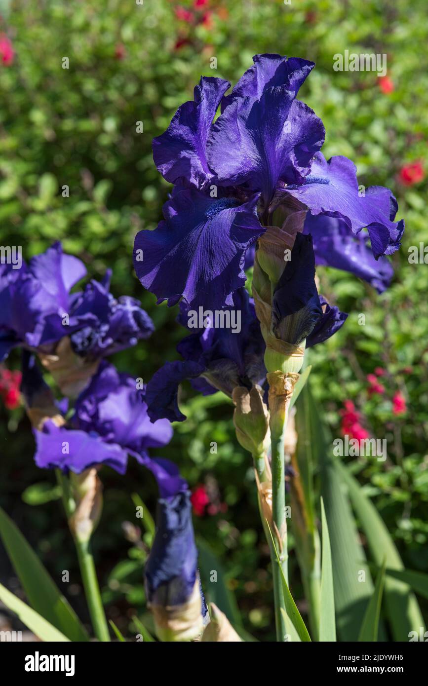 Rich diversity of colour hi-res stock photography and images - Alamy