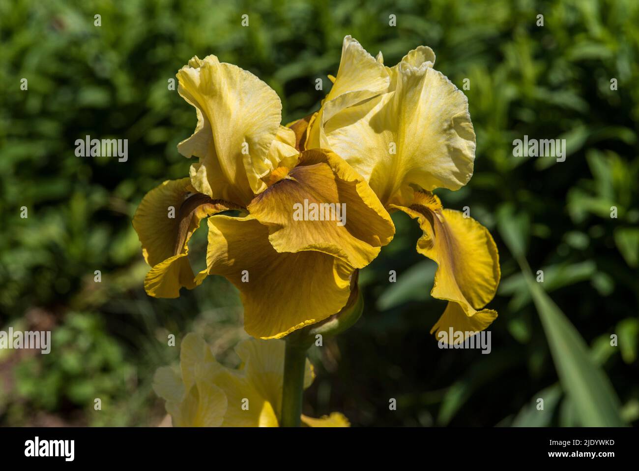 Close up of a lemon yellow and bronze Tall Bearded Iris - Iridaceae ...
