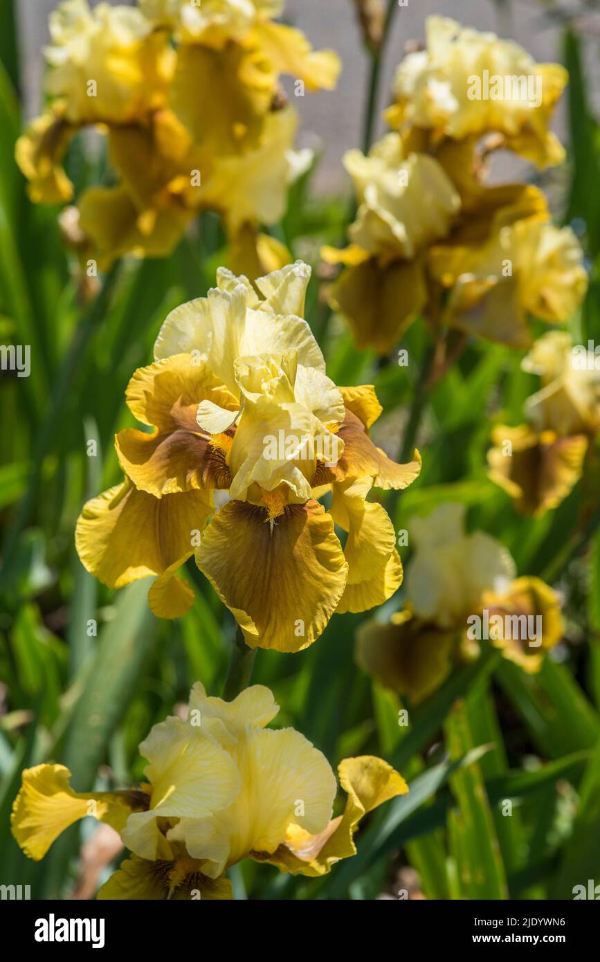 Close up of a lemon yellow and bronze Tall Bearded Iris - Iridaceae ...
