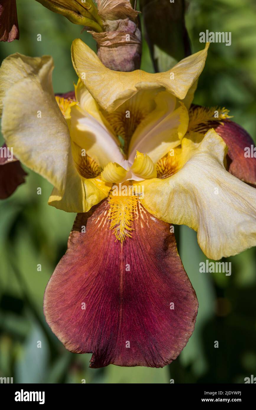 Family of the iris plants iridaceae hi-res stock photography and images ...