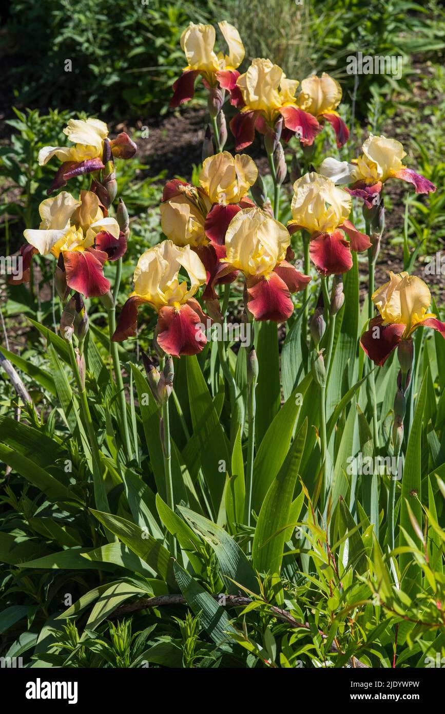Close up tall patch hi-res stock photography and images - Alamy