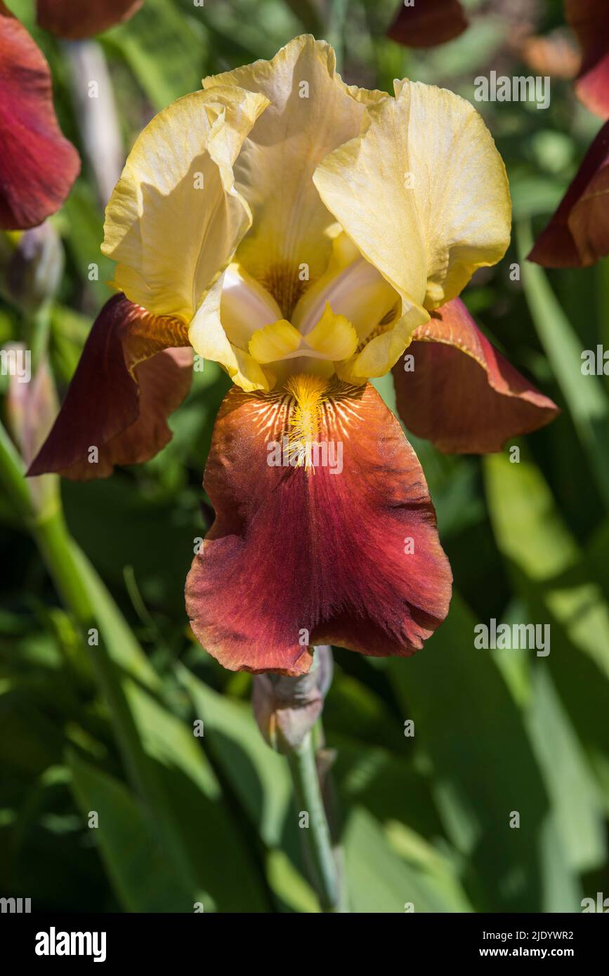 Close up of a golden yellow and burgundy Tall Bearded Iris - Iridaceae family Stock Photo - Alamy