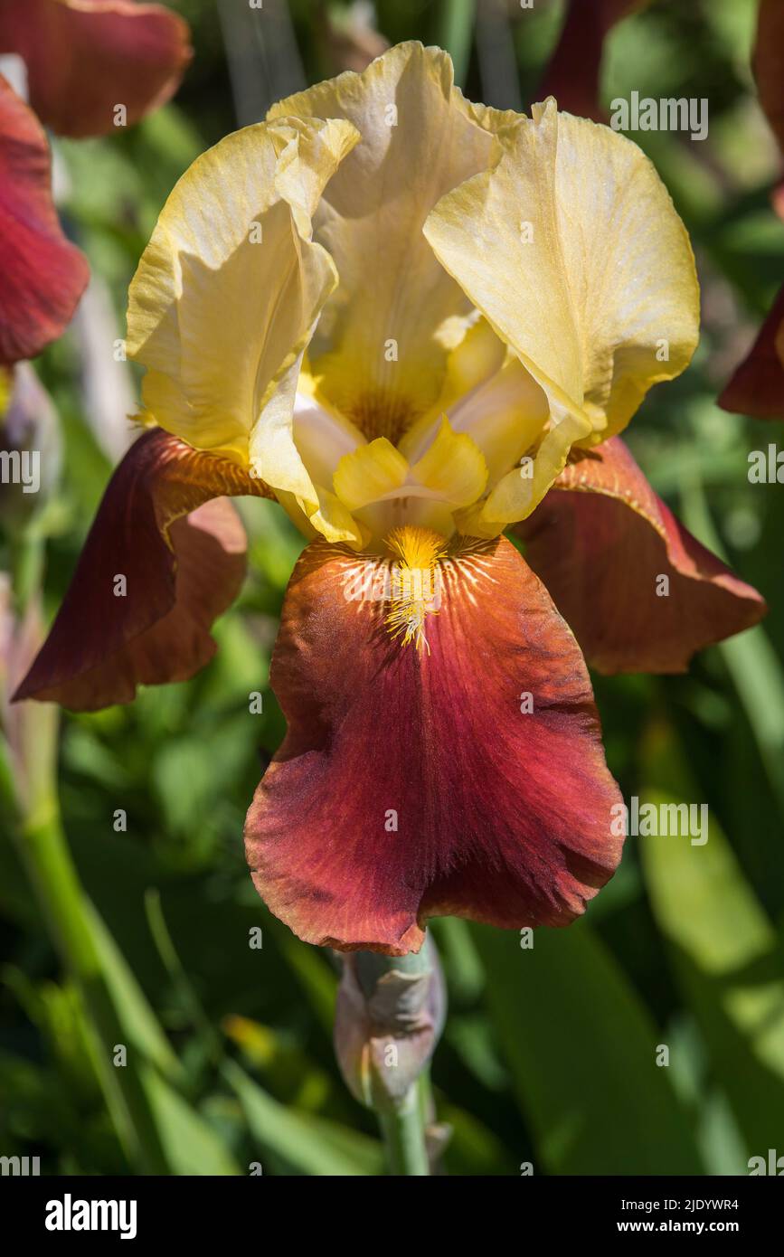 Bee pollinating a tall flower hi-res stock photography and images - Alamy