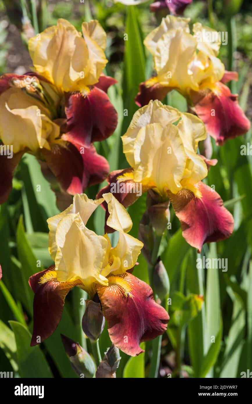 Close up of a golden yellow and burgundy Tall Bearded Iris - Iridaceae family Stock Photo - Alamy