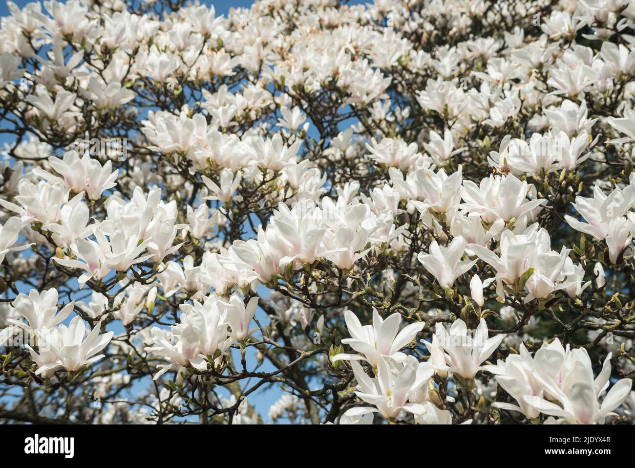 Close up of white petals of Magnolia (Magnolia soulangeana) - a ...